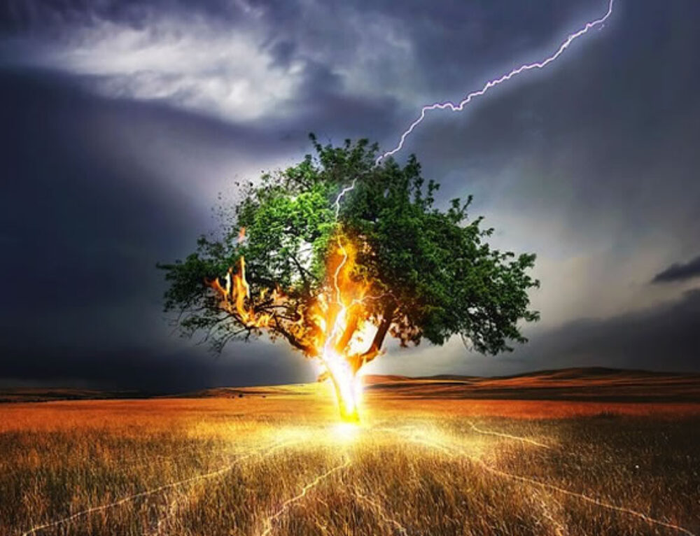 Lightning Protection for Trees - Texas Lightning Rod Company & Surge ...